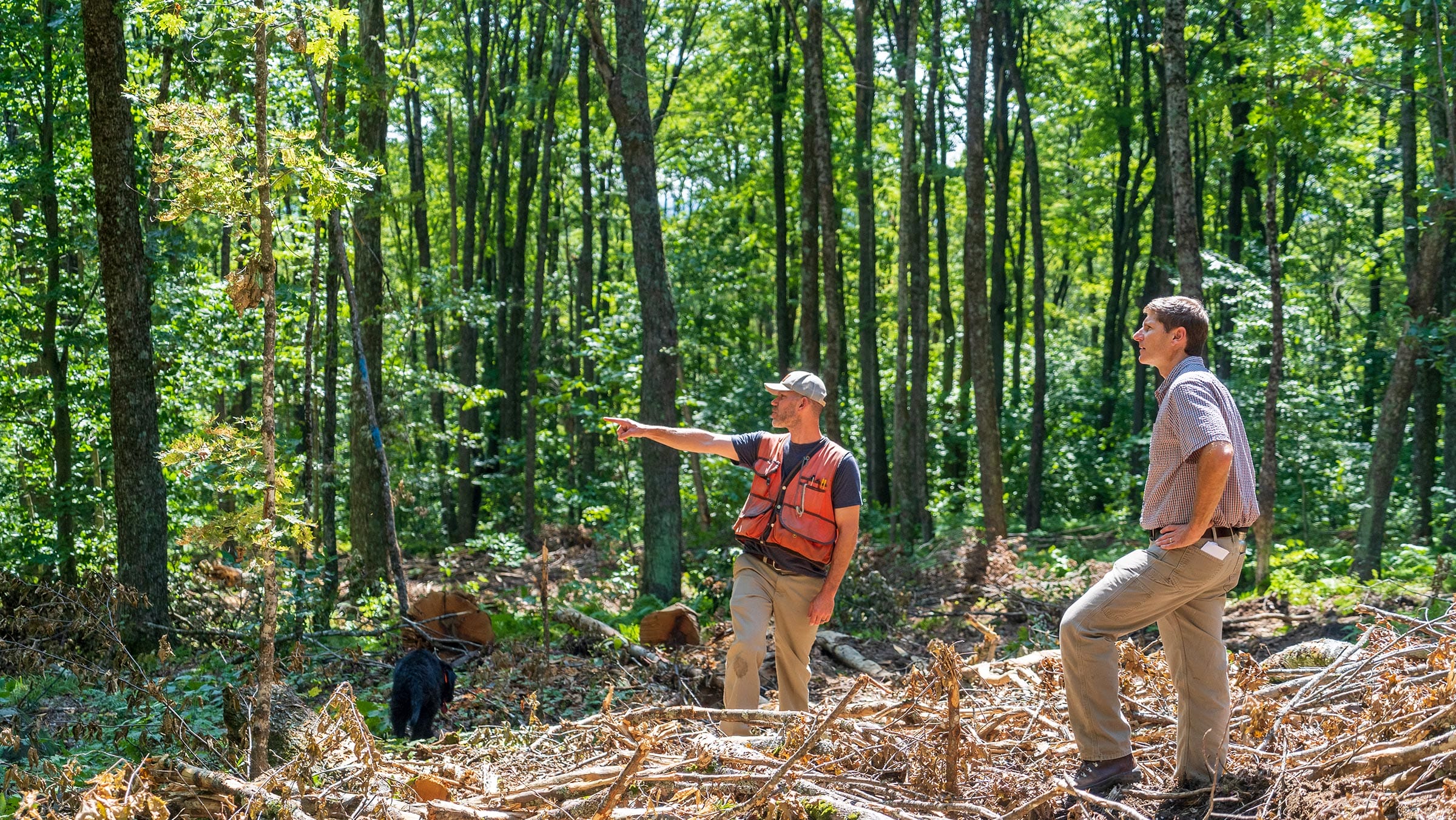 Woodland Owners & Forests - Vermont Land Trust